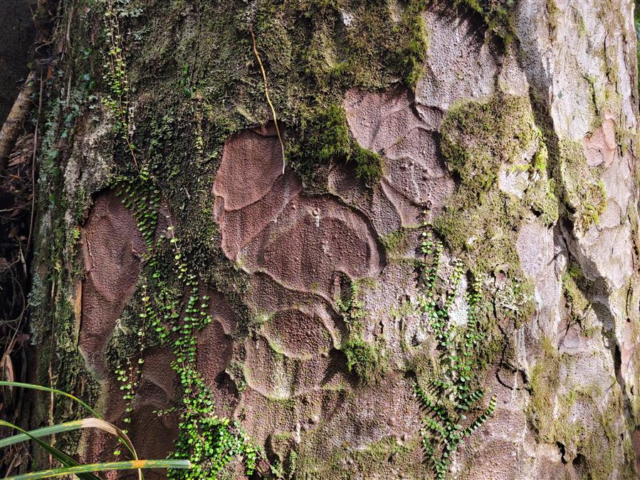 Kauri Protection Hui